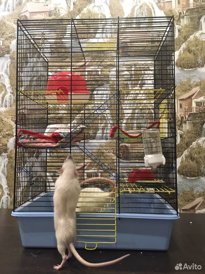 Продам двух крыс