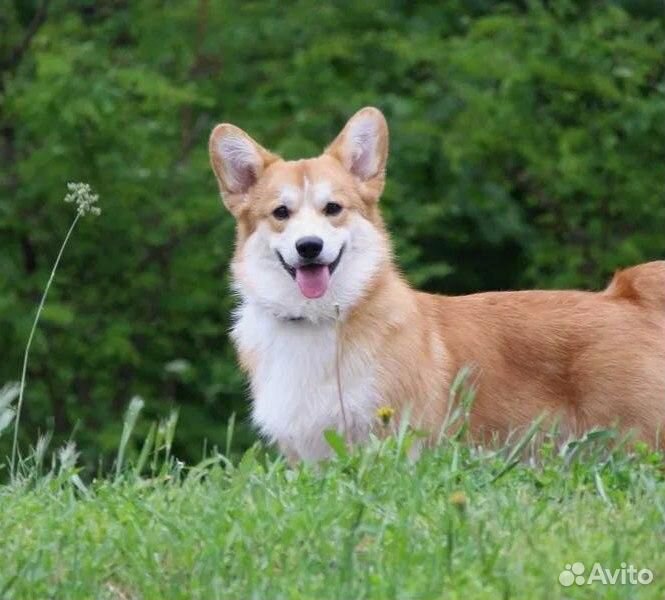 Корги мальчик