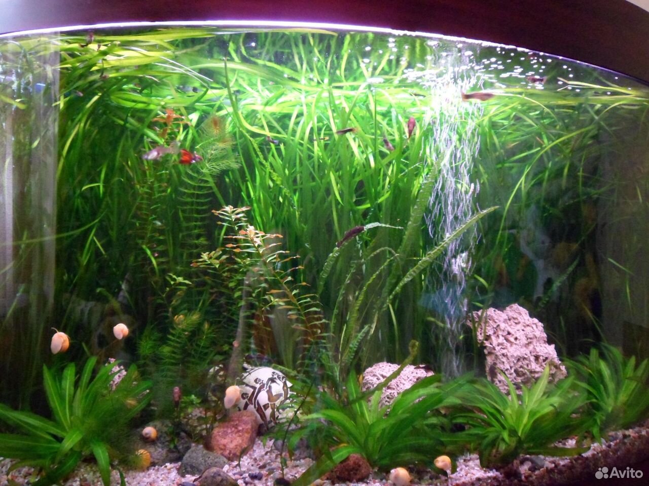 Прополка. Валлиснерия, роголистник