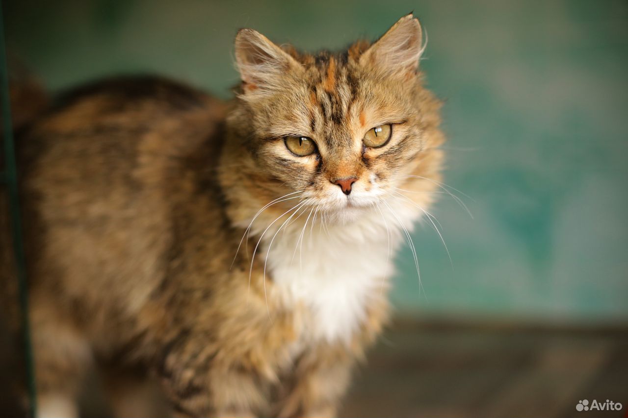 Потрясающая кошечка в добрые руки