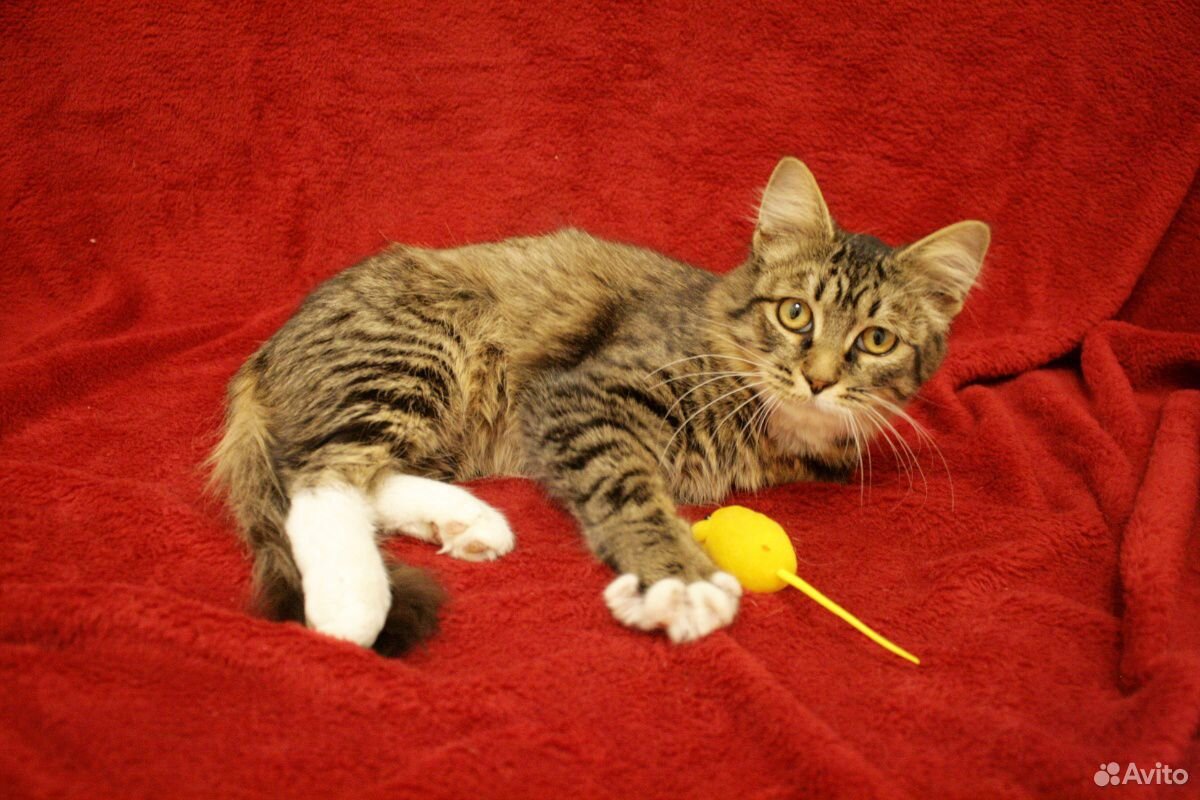 Тимурио ищет дом