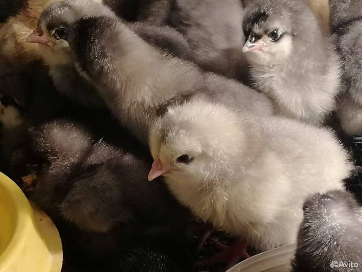 Цыплята Доминант