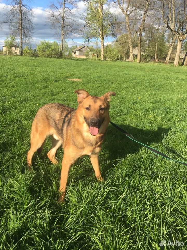 Щенок Бурбон в добрые руки