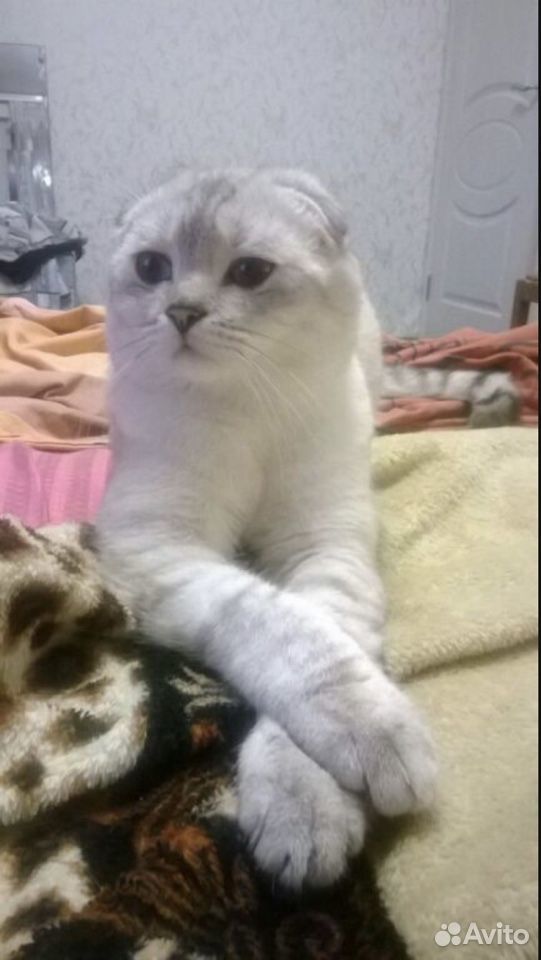 Шотландский вислоухий кот ищет невесту