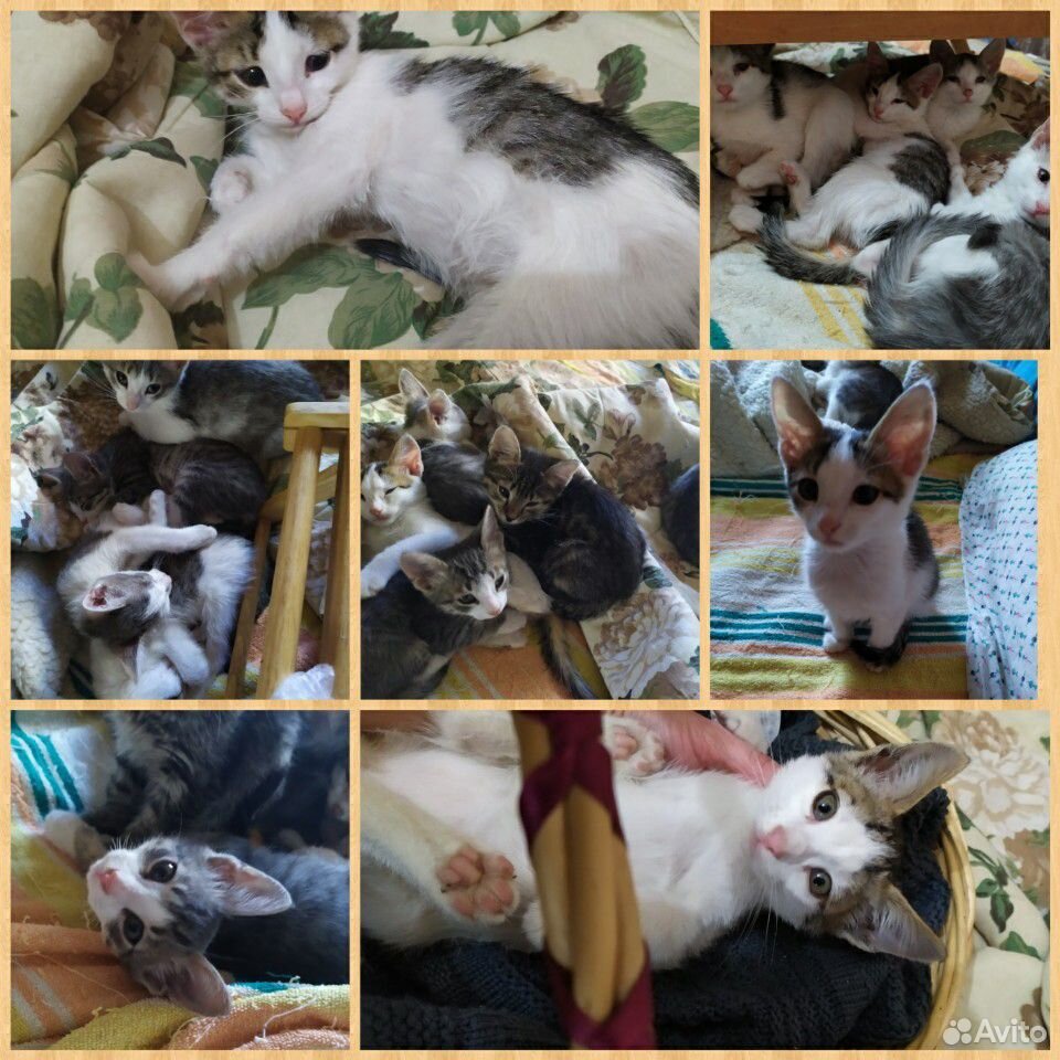 Котята в добрые руки