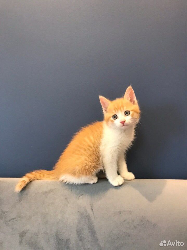 Котенок мальчик персиковый