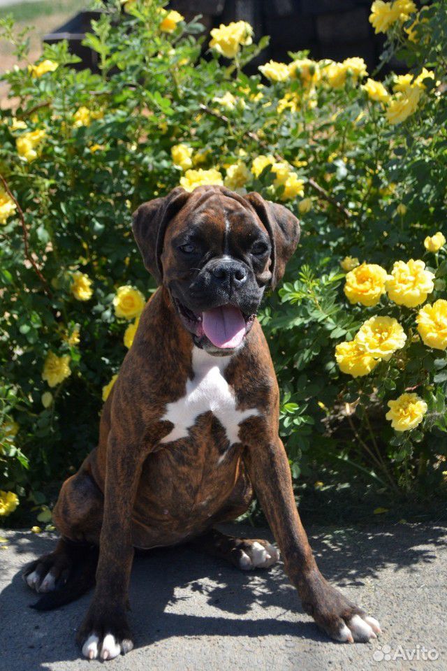 Очаровательная тигровая девочка боксера