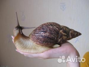 Улитки ахитина