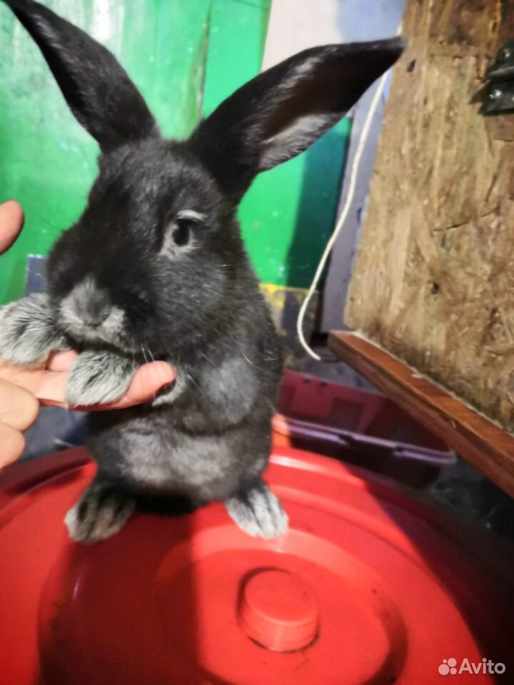 Кролики на племя