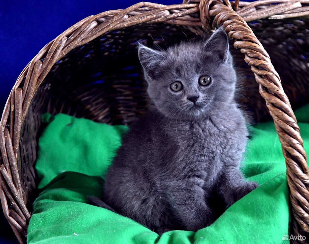 Шотландцы котята (2 месяца)