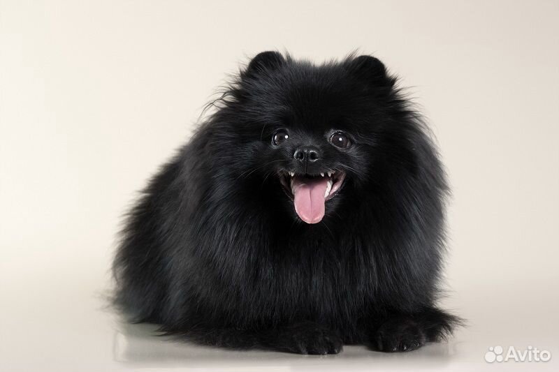 Вязка чёрного Померанского Шпица