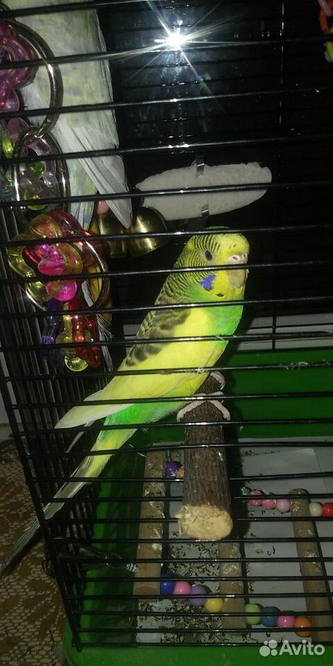 Попугай получех, окольцован. Пара