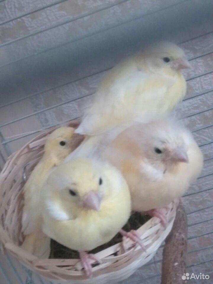 Птенцы канарейки