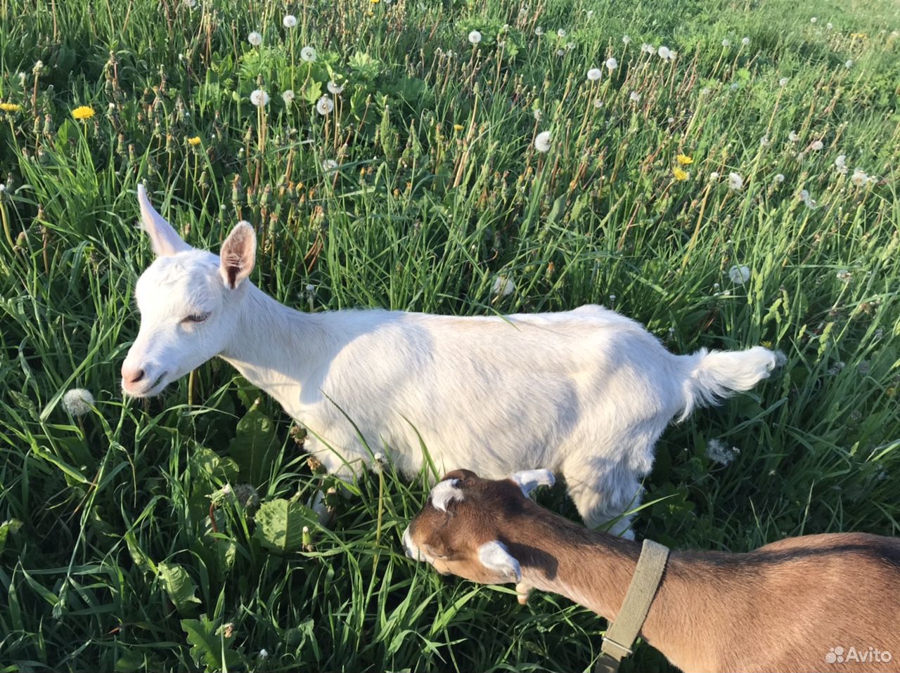 Козочка от зааненки 2,5 мес