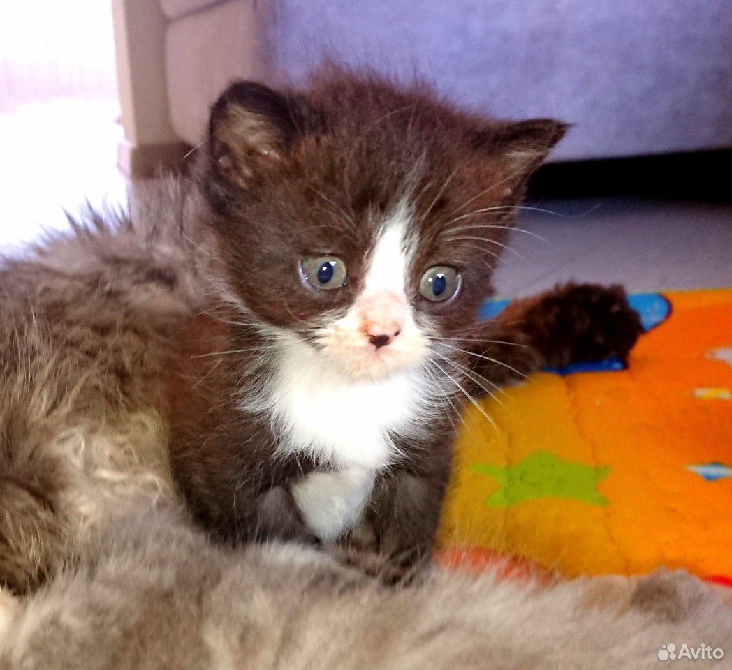 Котята от персидской мамы