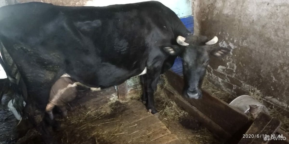 Корова дойная с телёнком