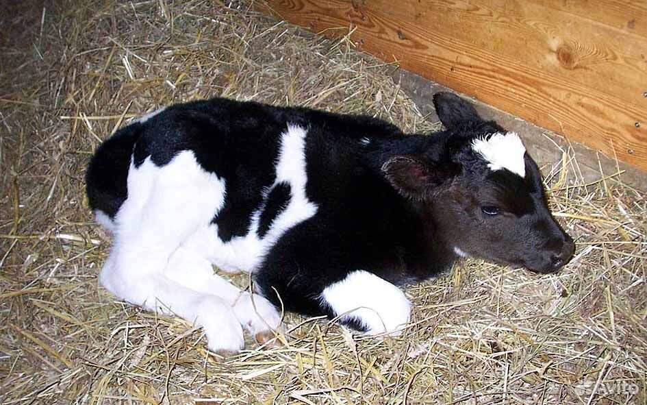 Продаю телочек