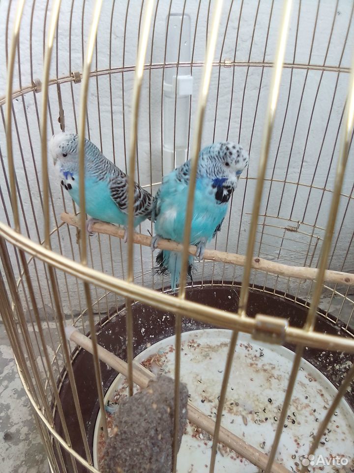 Попугаи получехи