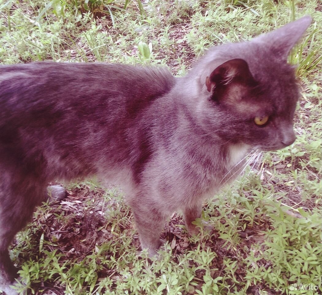 Кот Франтик в добрые руки