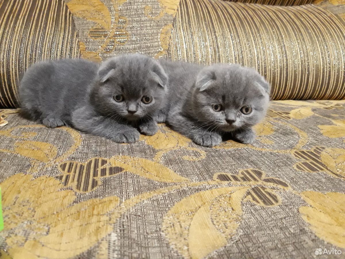 Плюшевые киски