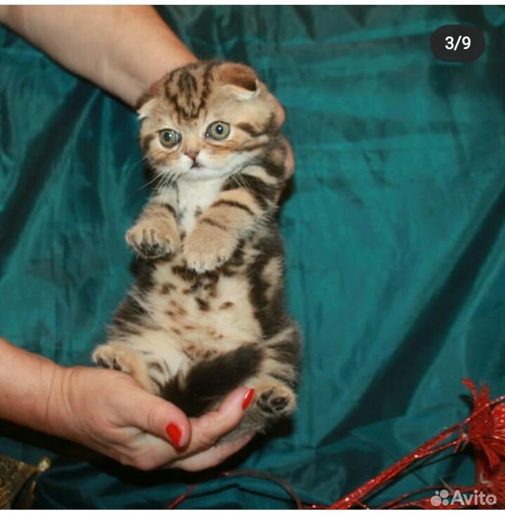 Шотландская