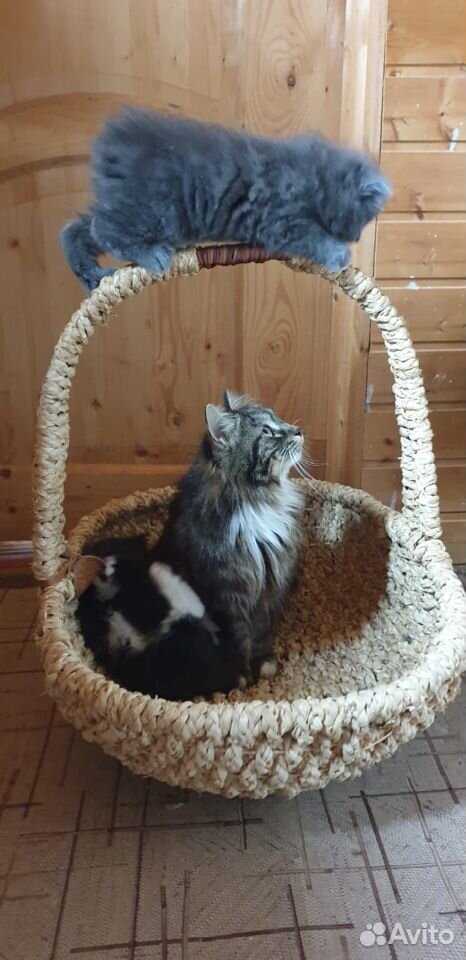 Курильские бобтейлы, котятки