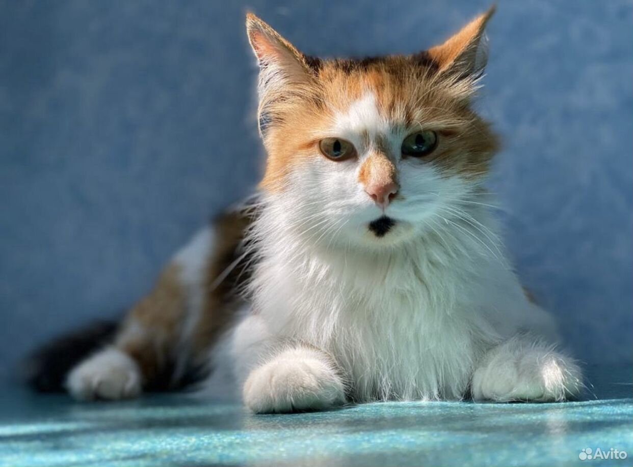 Очень ласковая кошечка Трехцветка в добрые руки