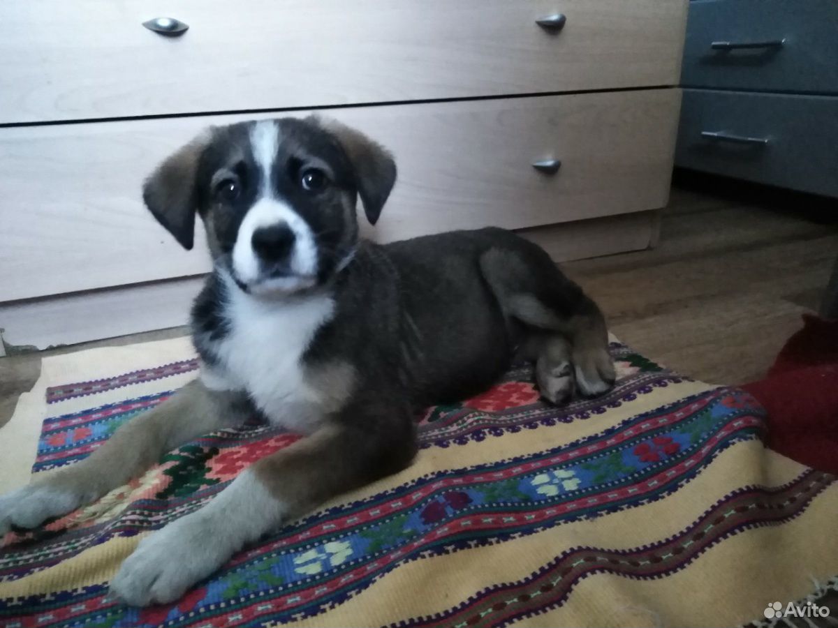 Щенок мальчик