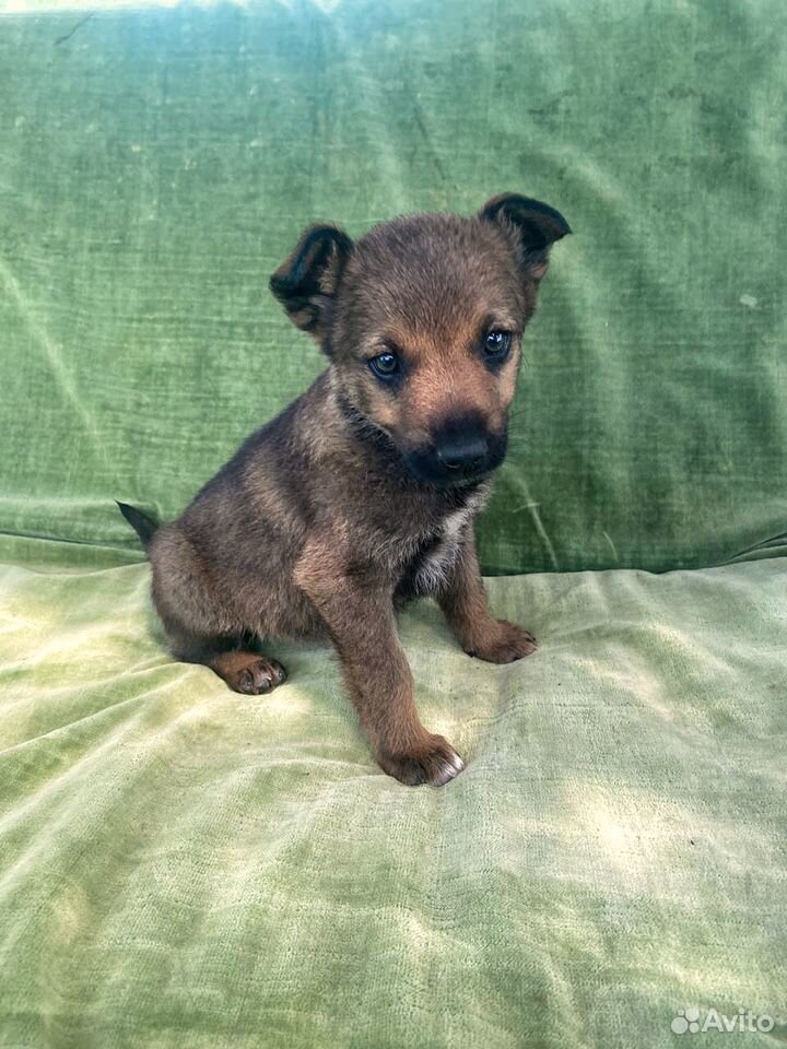 Брауни в дар