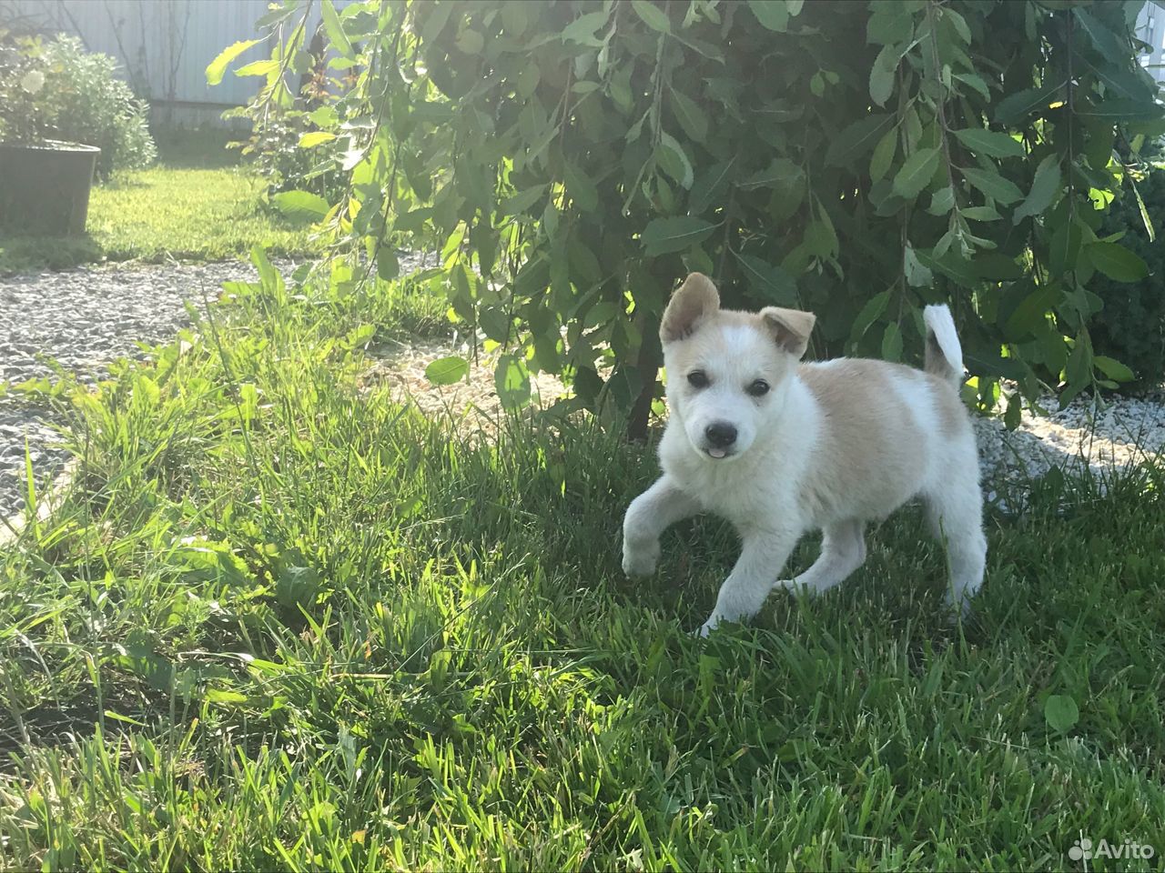 Мальчик метис Лайка и Хаски