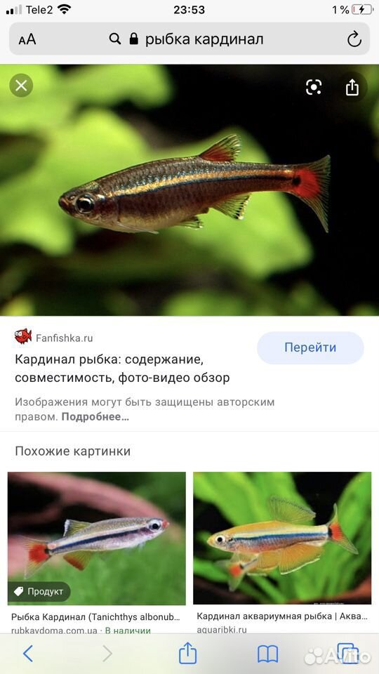 Рыбка Кардинал