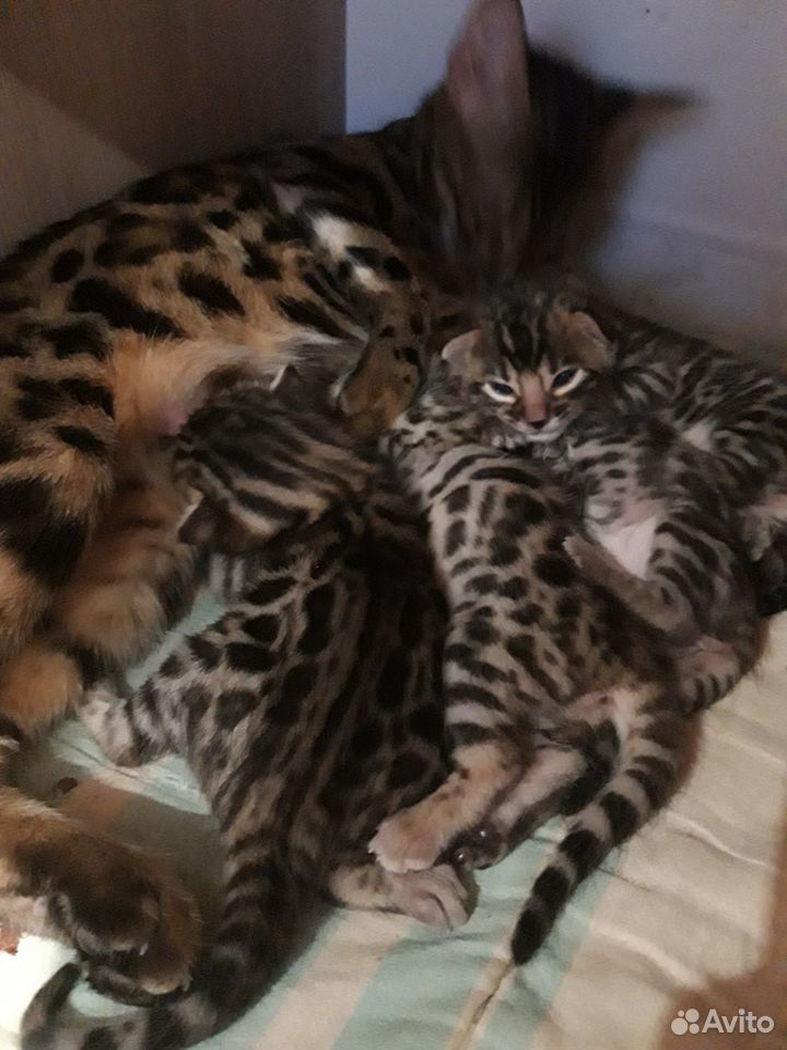 Бенгальские котята