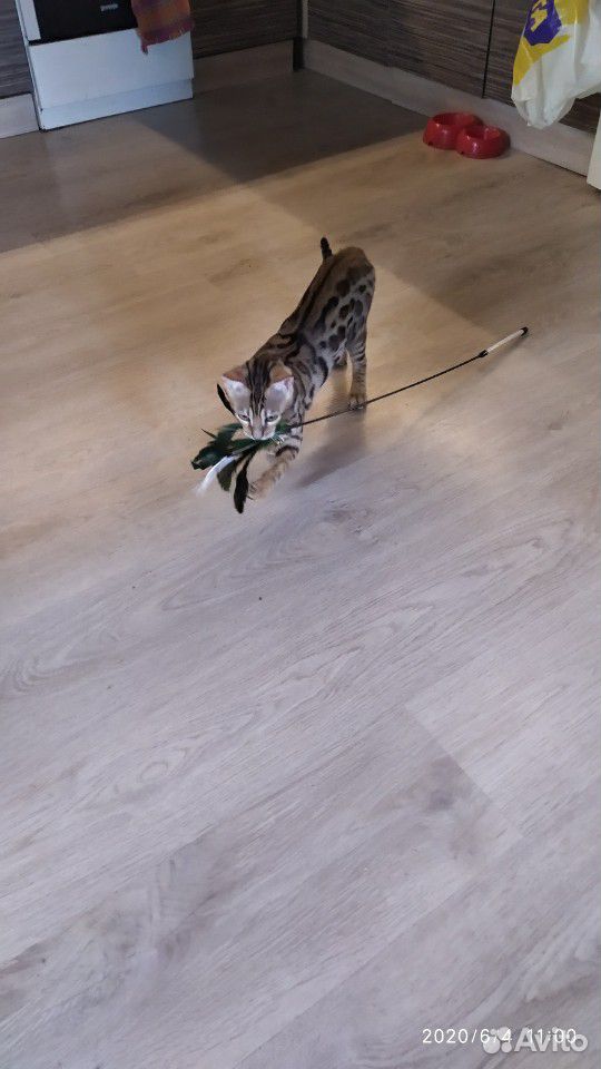 Продам бенгальского котика