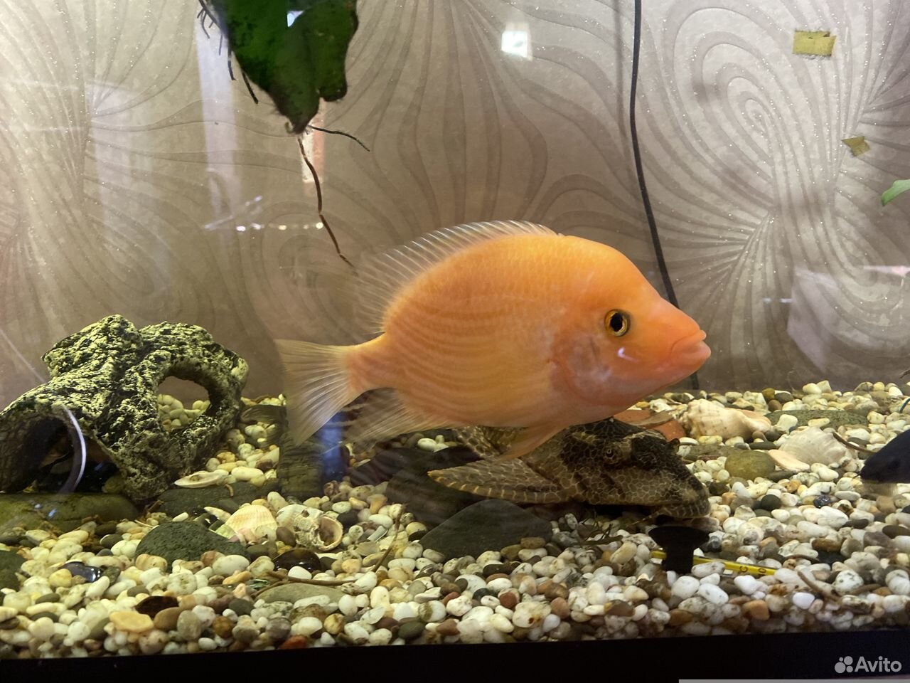 Цитроновая цихлазома Лабиатум