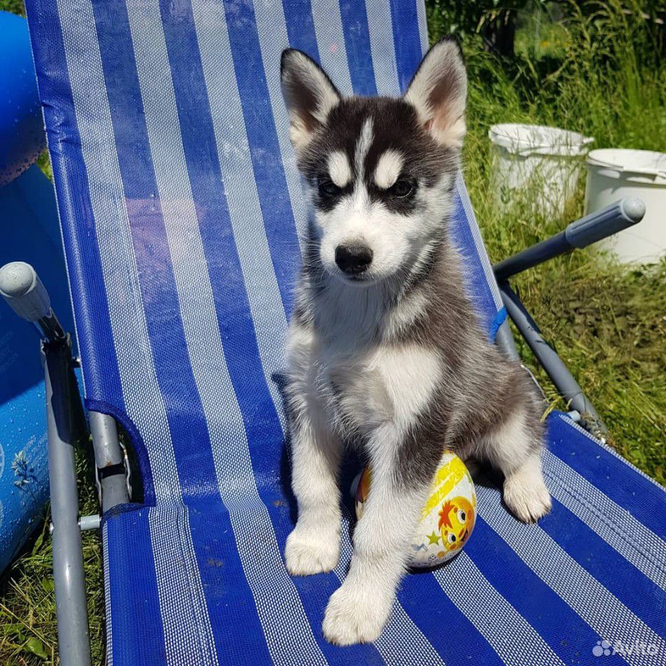 Сибирский хаски