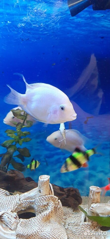 Рыба попугай