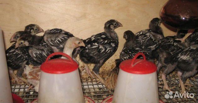 Продаю цеплять