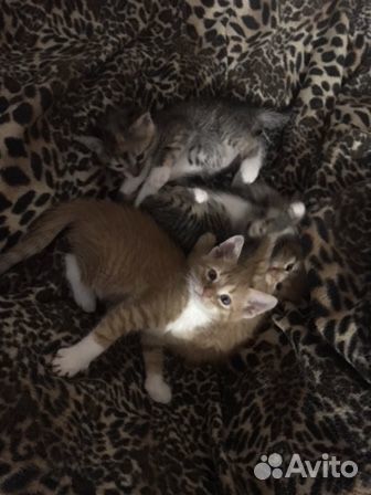Котята