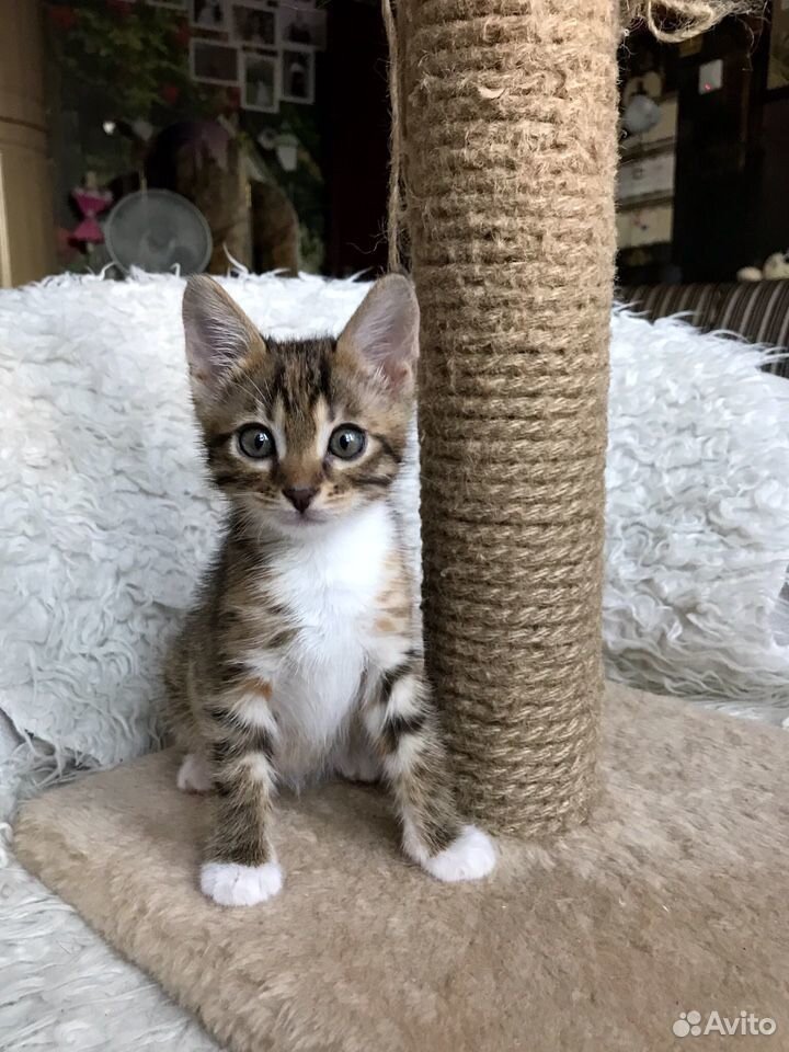 Маленькие тигрята в ваш дом