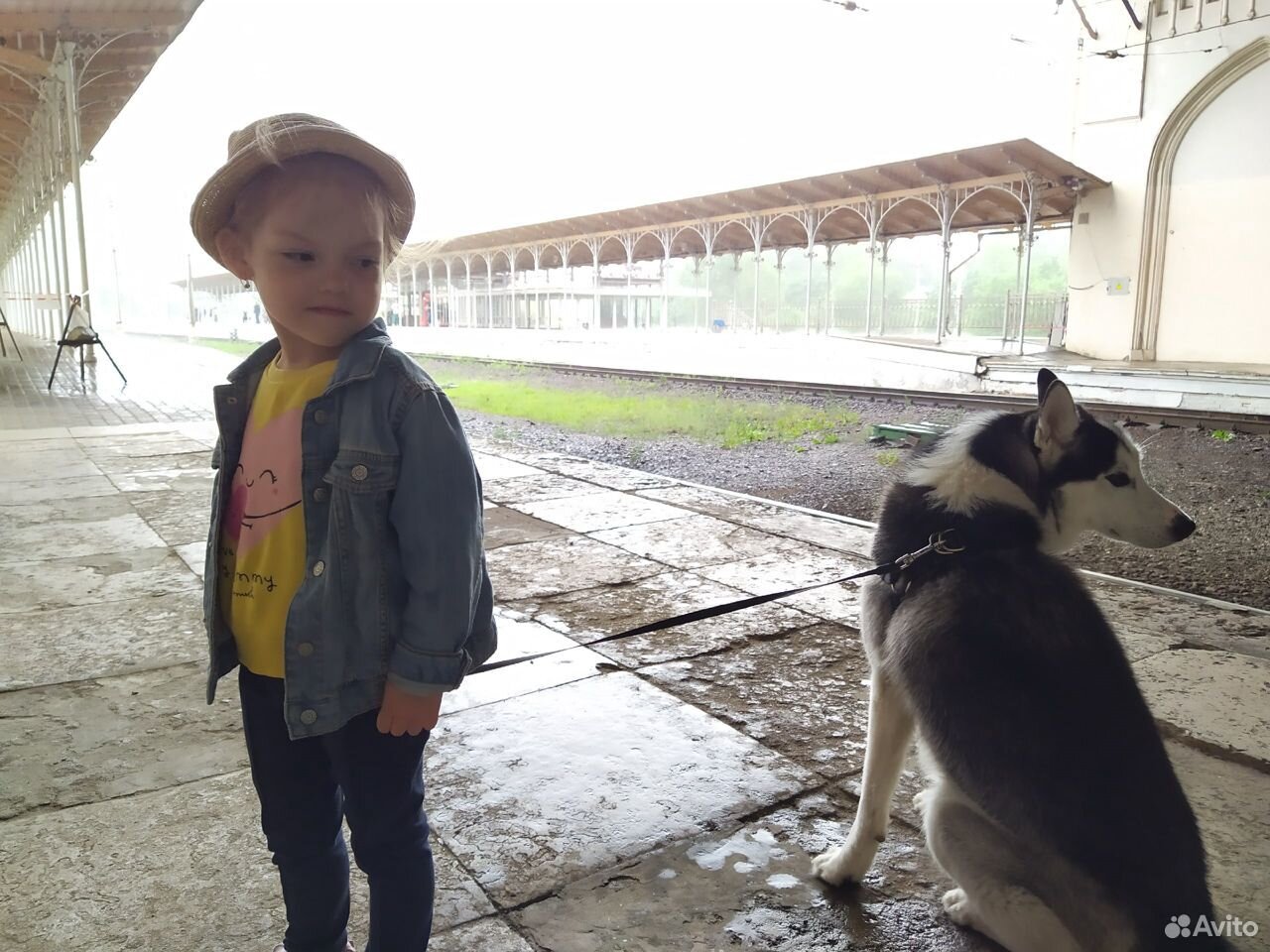 Хаски для вязки