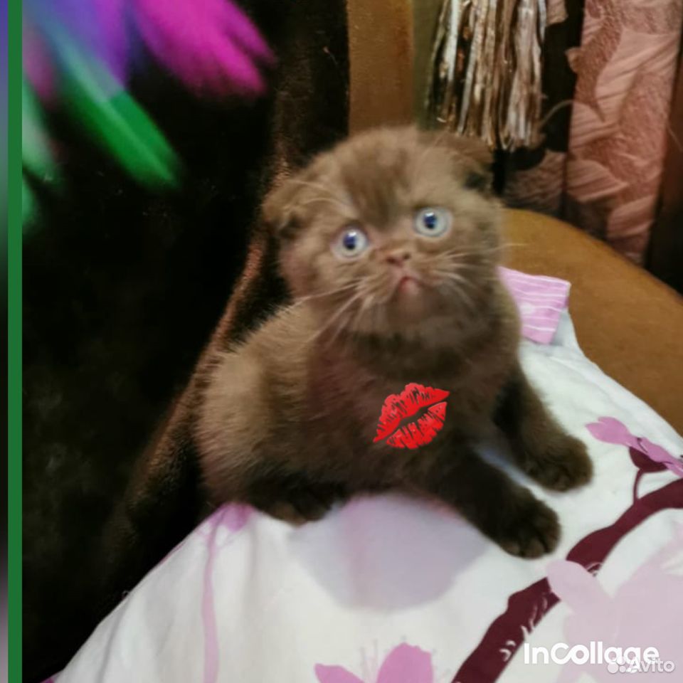 Шотландские котята