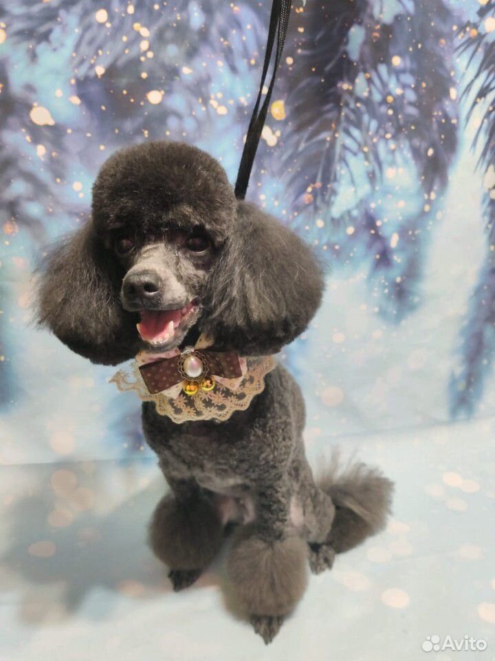 Вязка девочка карликовый пудель