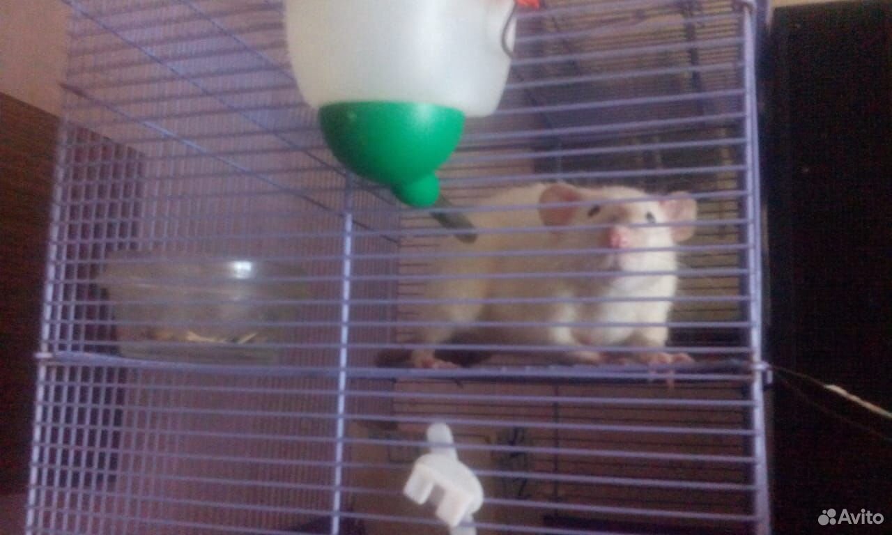 Символ года - Крыски