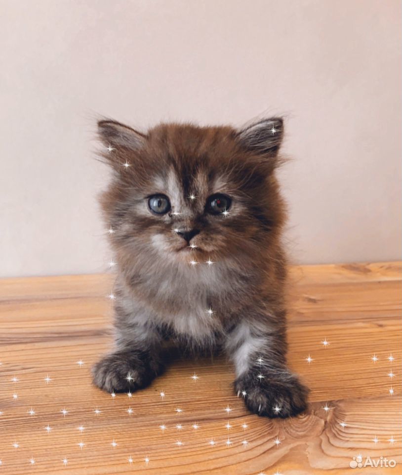 Шотландский котёнок скоттиш страйт