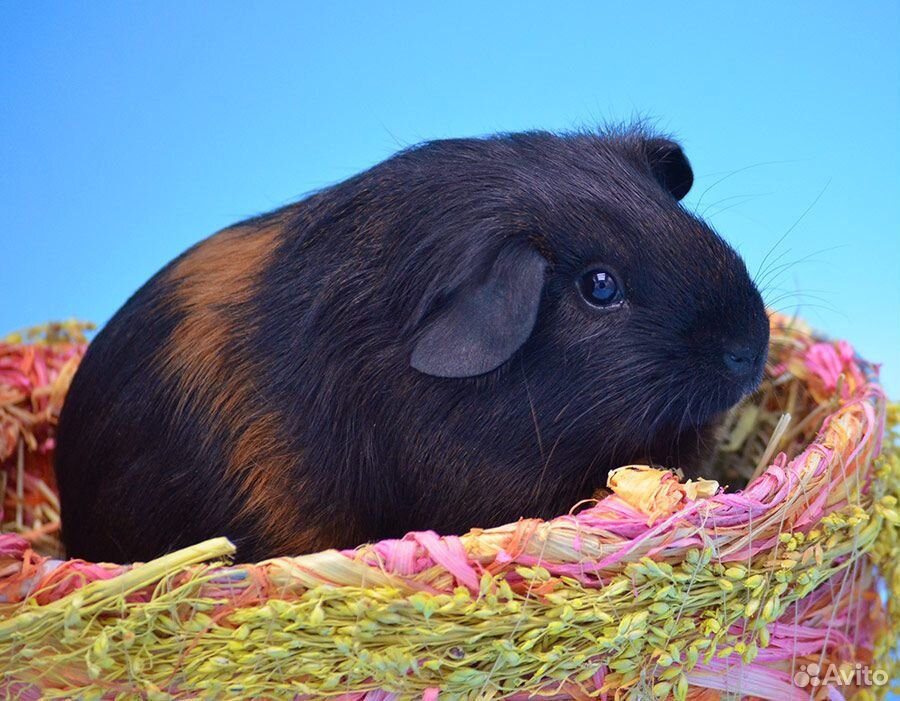 Малышки девочки морской свинки