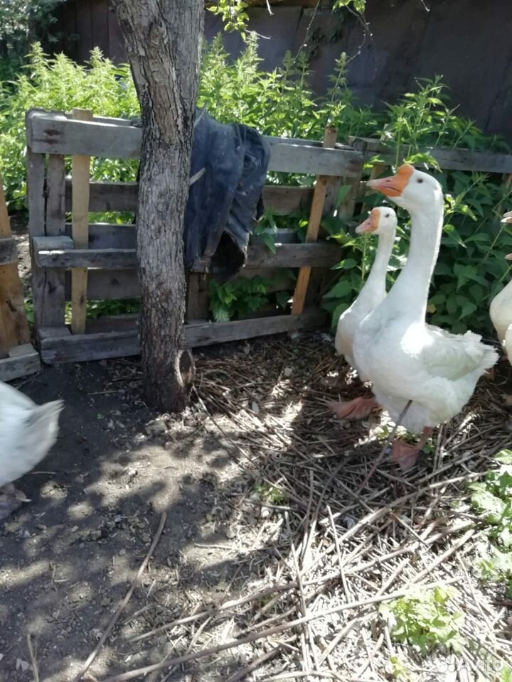 Гуси домашние