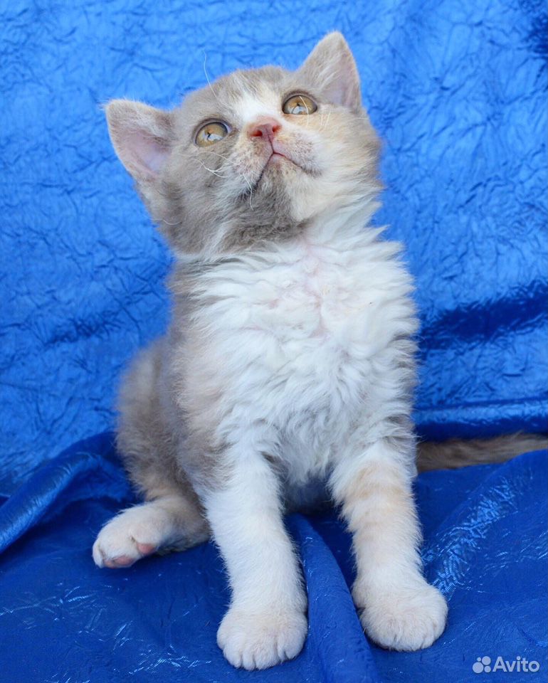 Селкирк-рекс