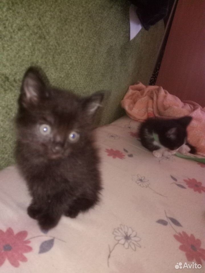 Котёнок дымчатая девчуля