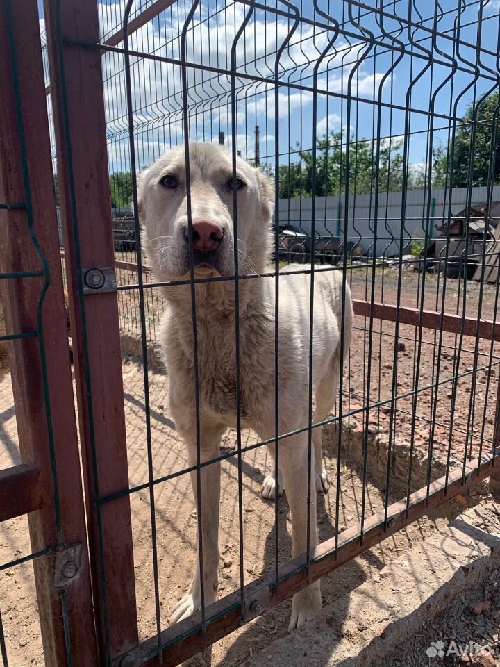Алабай девочка в добрые руки