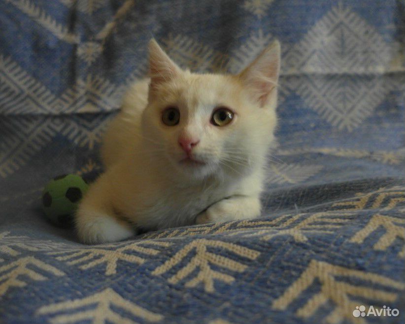 Бело-рыжий Айсик - 2 месяца. Ищет дом